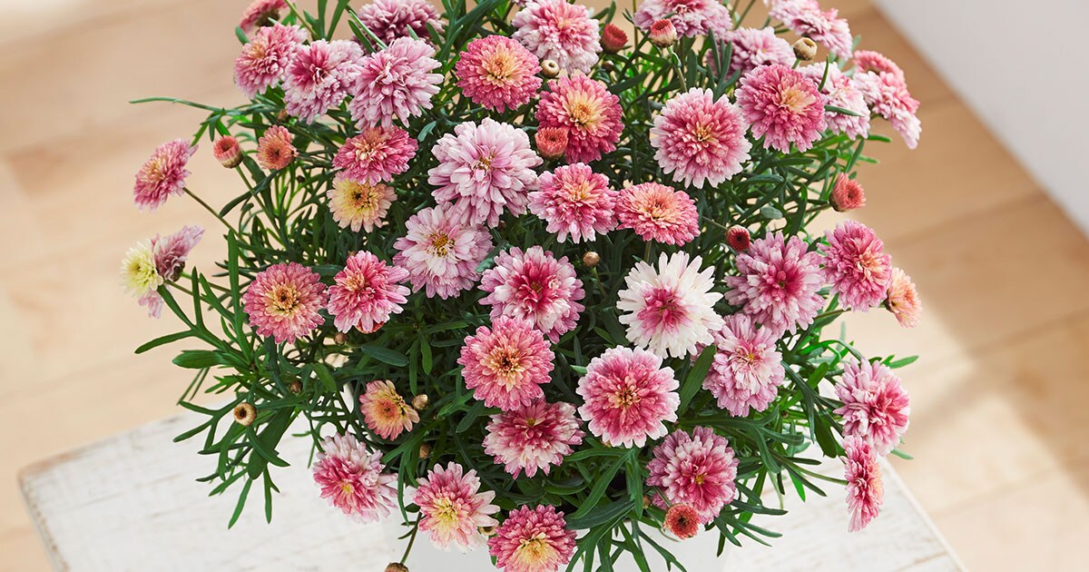 マーガレット 京都恋物語 ｜ 2024年 Oisix母の日ギフト特集