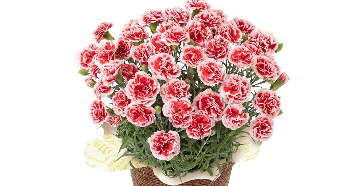 カーネーション いちごホイップ ｜ 2025年 Oisix母の日ギフト特集